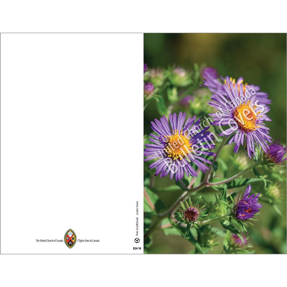 Bulletin: Purple Aster (Package of 50) – United Church Bookstore